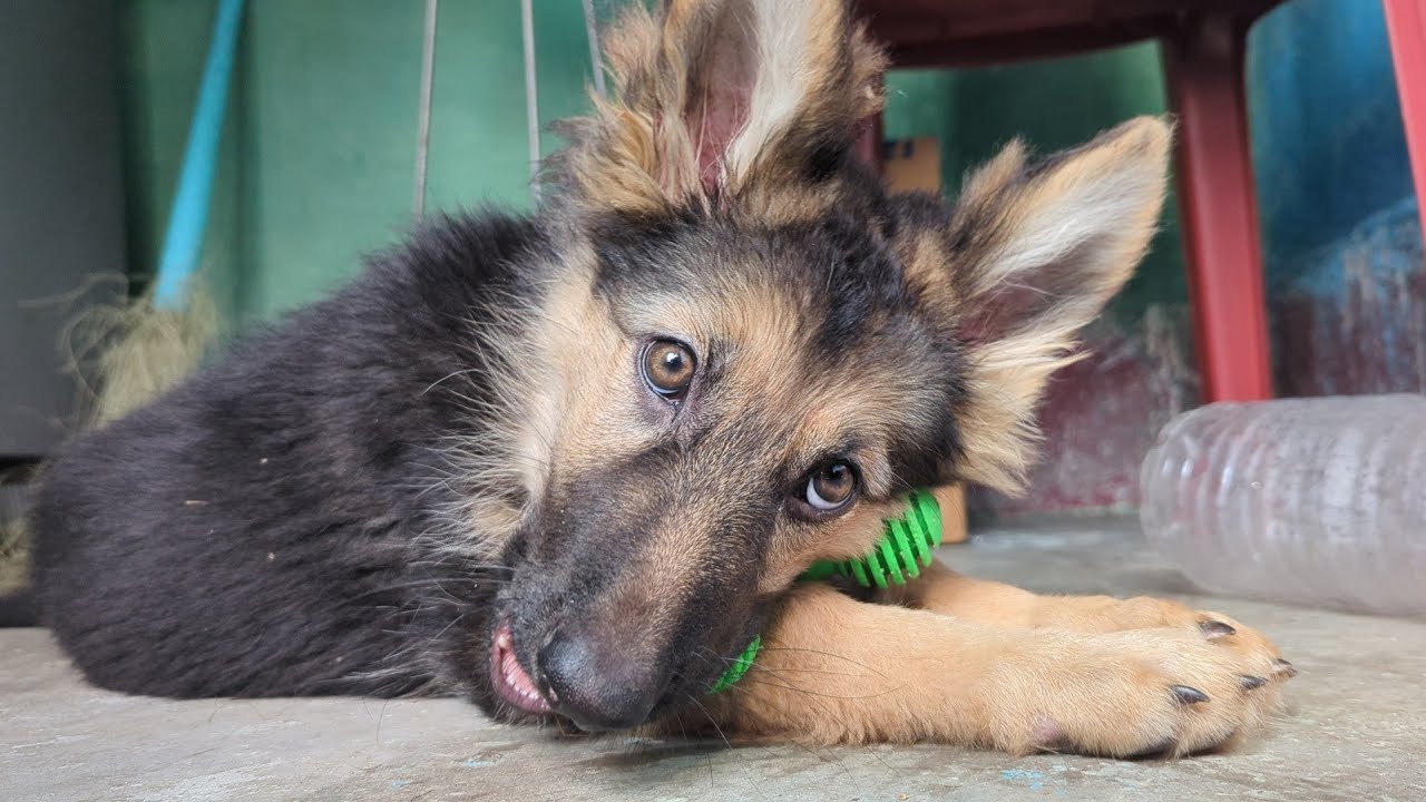 german shepherd dog ( Bailey) and German spitz ( Guddi) - YouTube