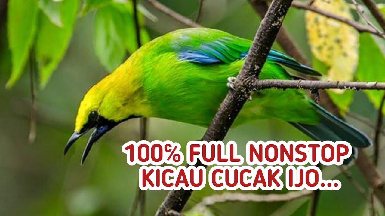 100% FULL NONSTOP KICAU BURUNG CUCAK IJO.. - YouTube
