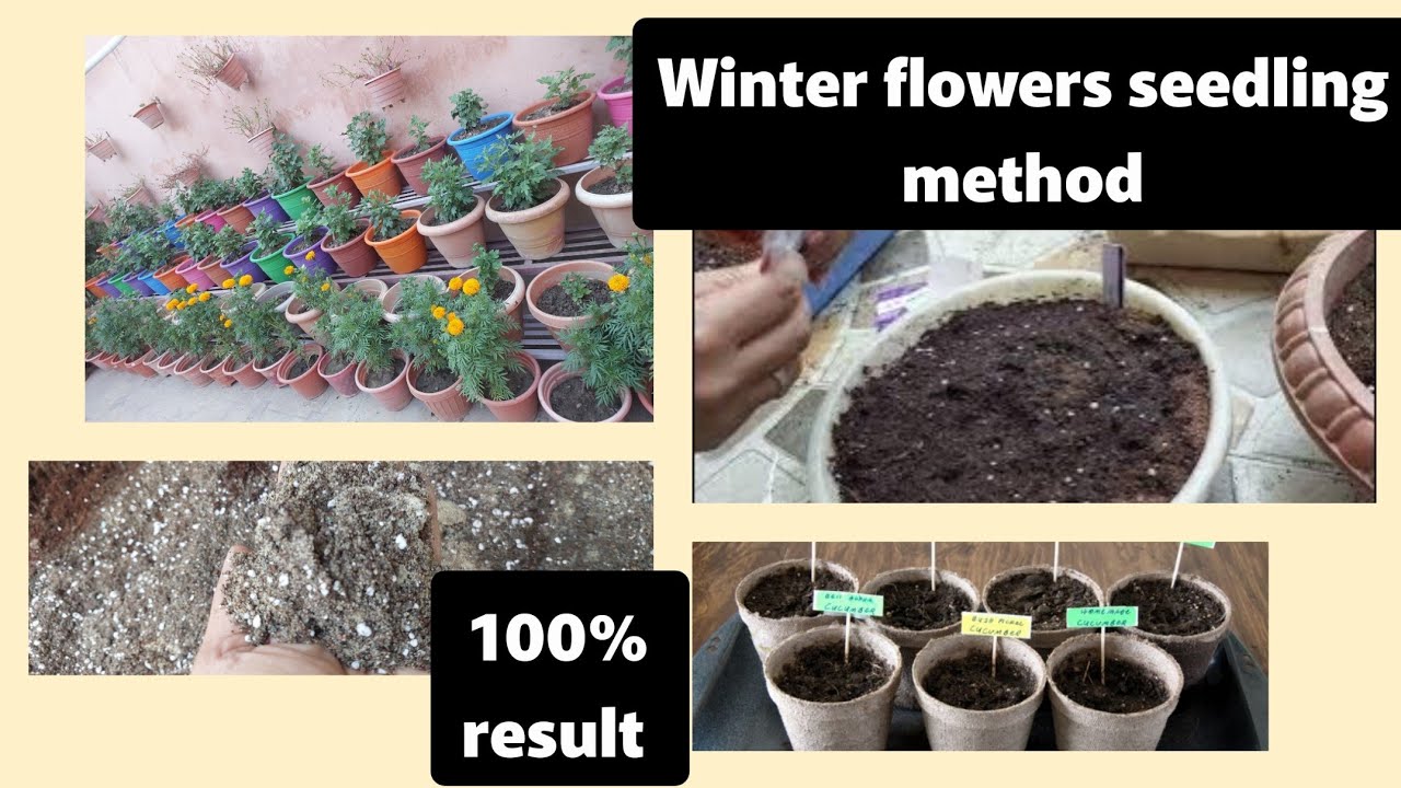 How to grow winter flowers seeds ? /Right method of sowing winter ...
