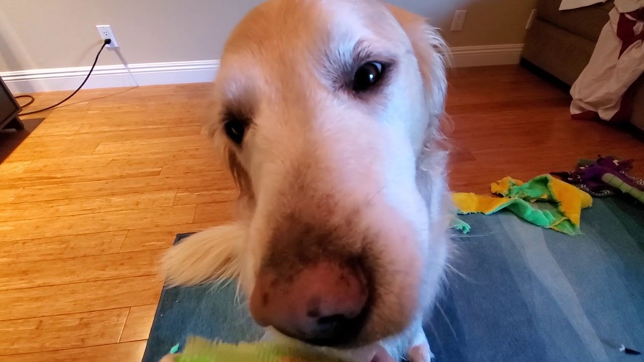 ASMR 1 Hour Looped - Dog Licking Orapup Tongue Cleaning Brush - Golden Retriever - YouTube