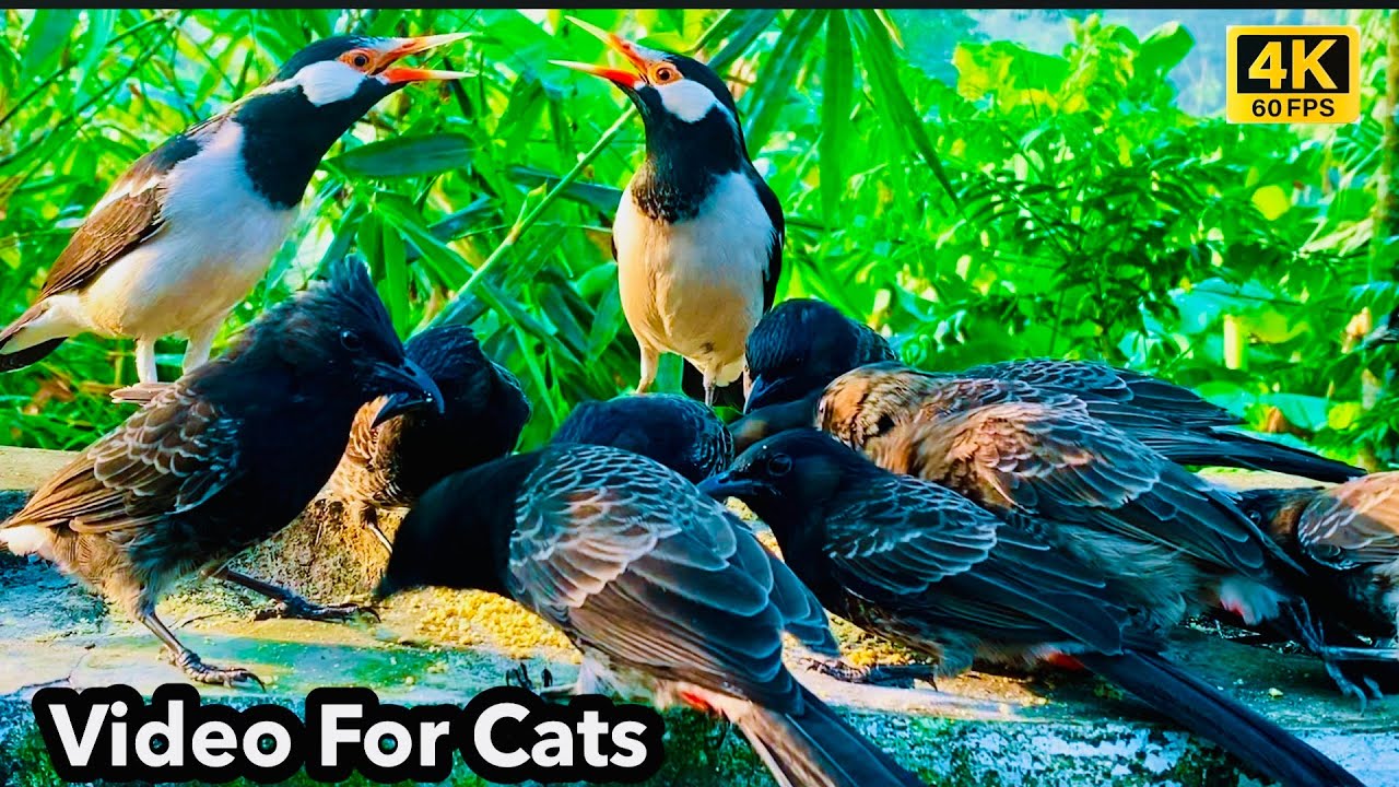 NEW VIDEO | Cat TV for Cats to Watch | Birds Chirping | Videos for Cats ...