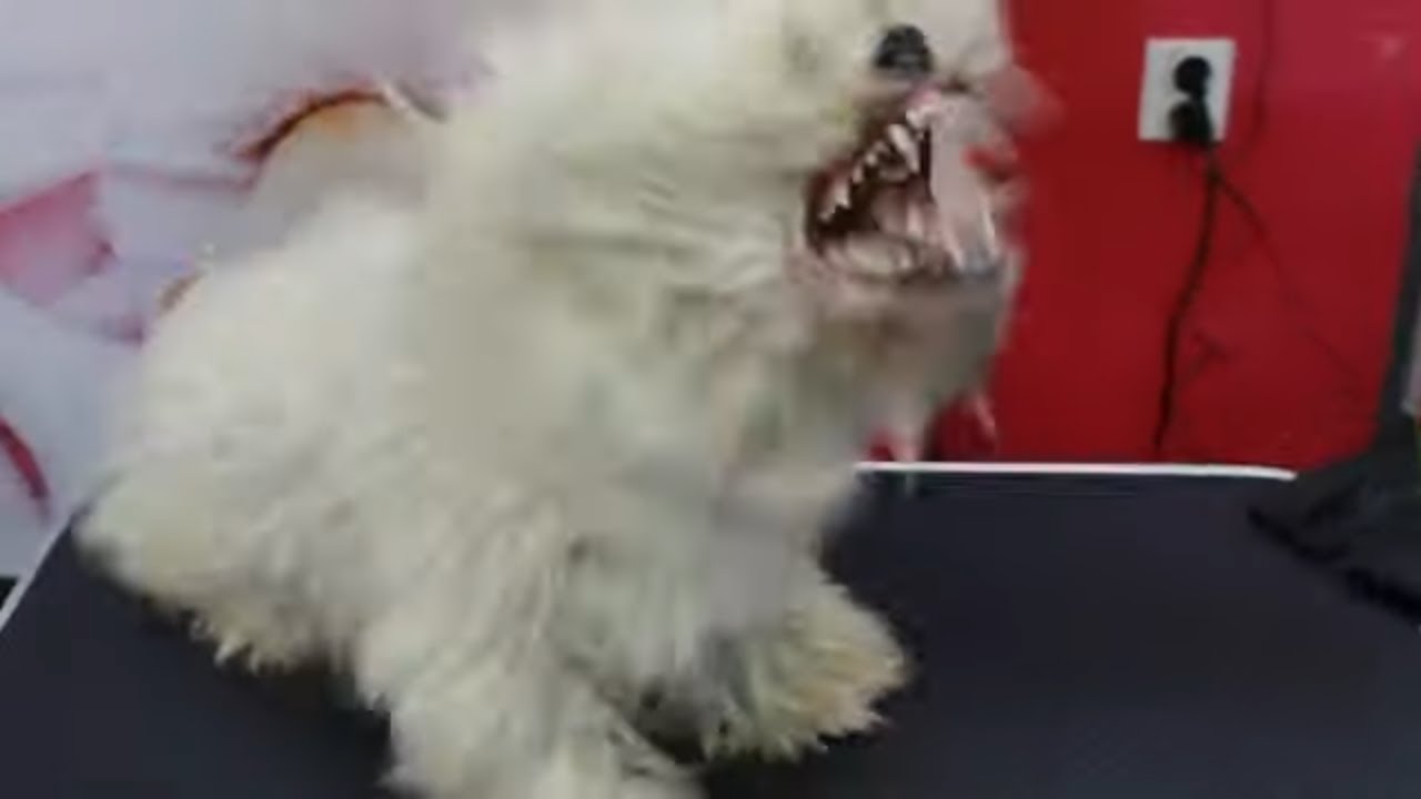 Angry Dog In The Grooming Salon #adoptdog #rescuedog ...