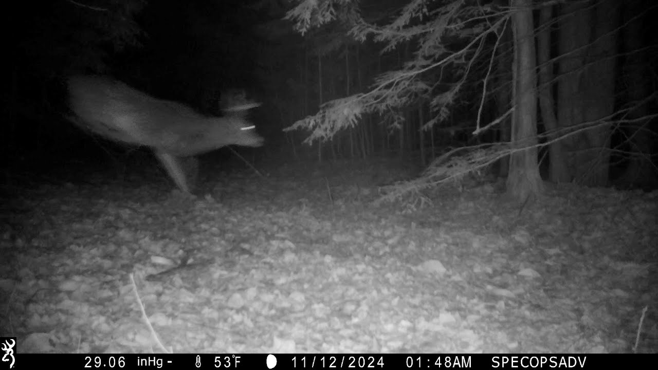 Rare Video of White-tailed Deer Vocalizing and Chasing Each Other ...