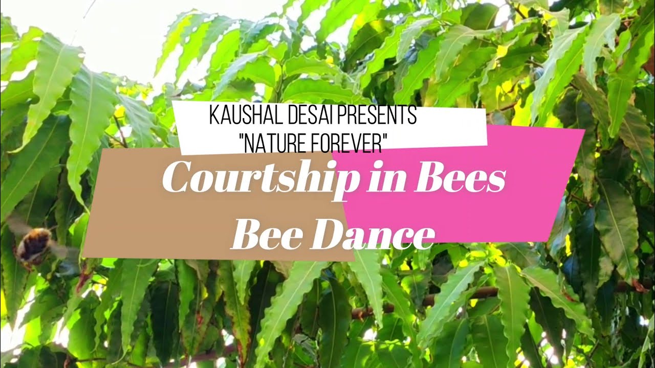 Courtship Behaviour of Honey Bees | Bee Dance | Nature Forever - YouTube