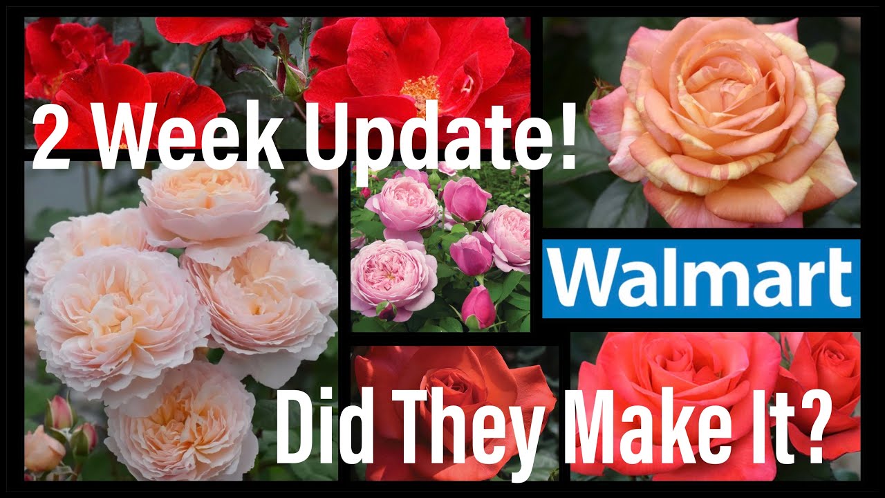 Update on My $10 Walmart Climbing Roses and Roses! - YouTube