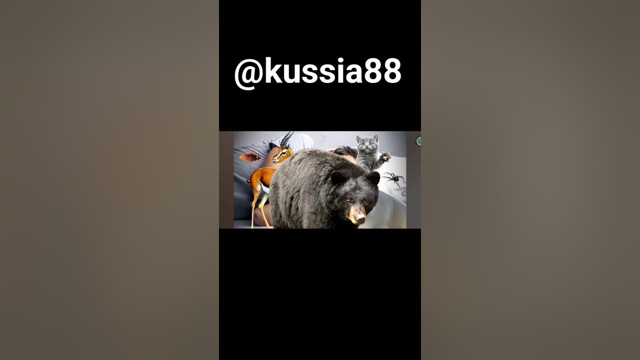 Каша гений #каша #твич #бульмени - YouTube