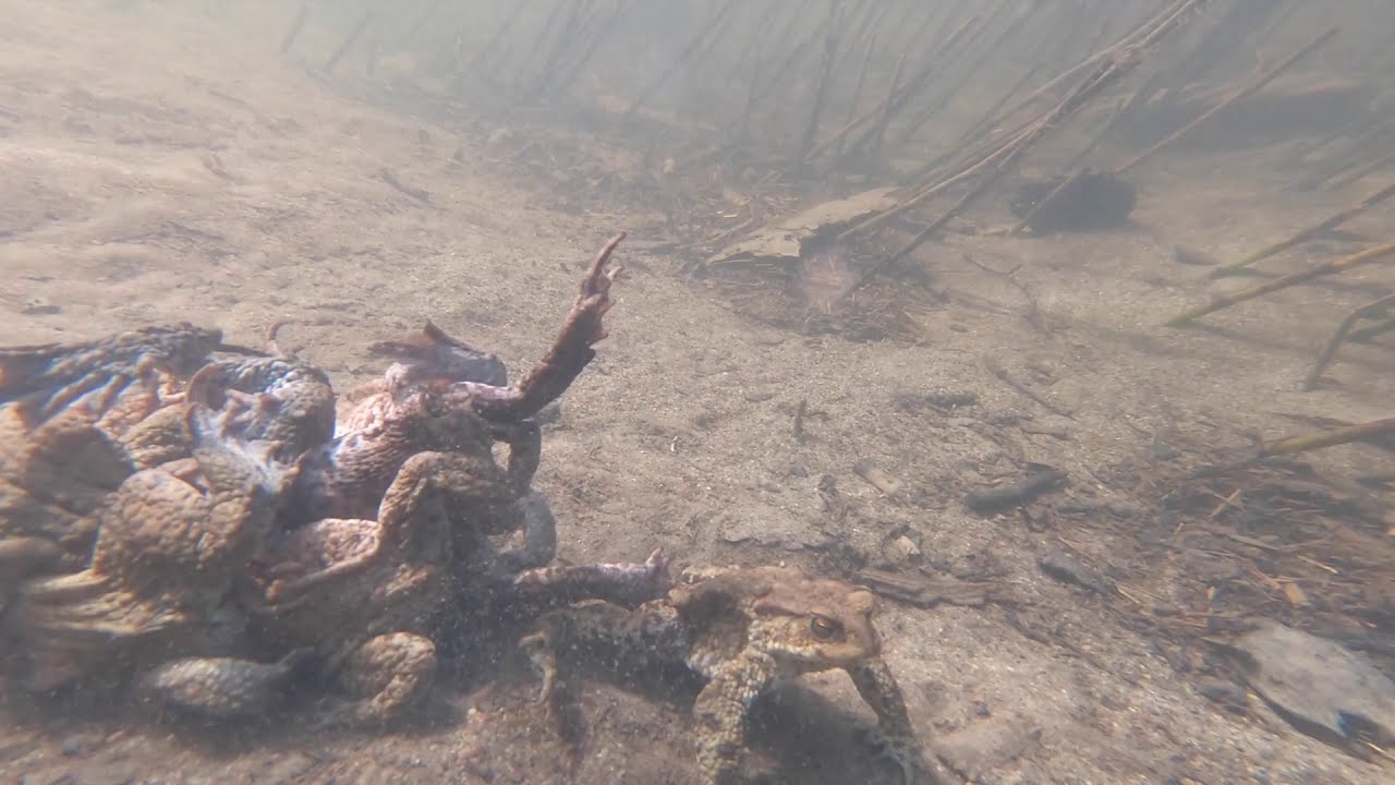 Frogs mating season in Norway - YouTube