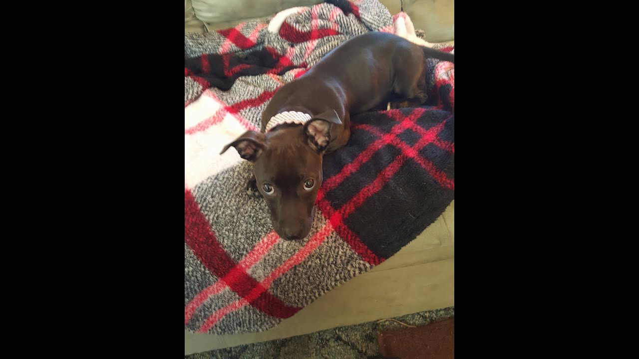 Pitbull Dachshund Mix (Bulldach) - Gypsie - YouTube