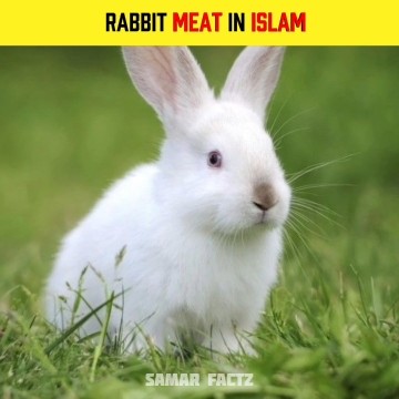Rabbit Meat In Islam| #allah #samar_factz #rabbit #islamic #shorts ...