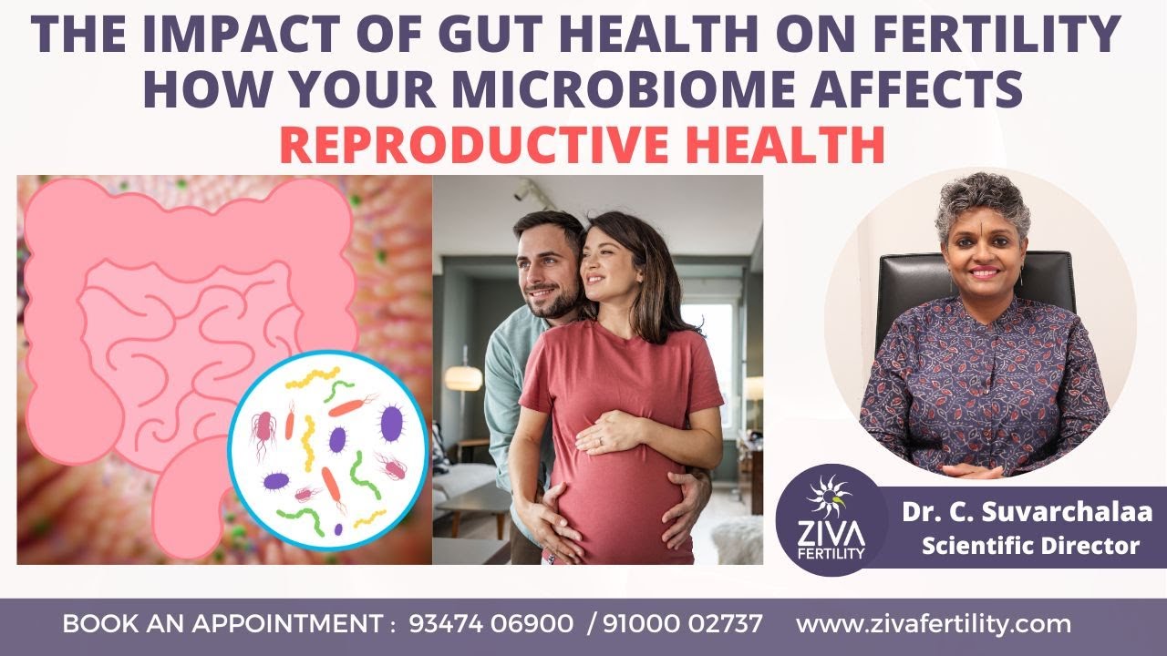 Gut Health And Fertility | How Gut Health Can Influence Fertility | Dr ...