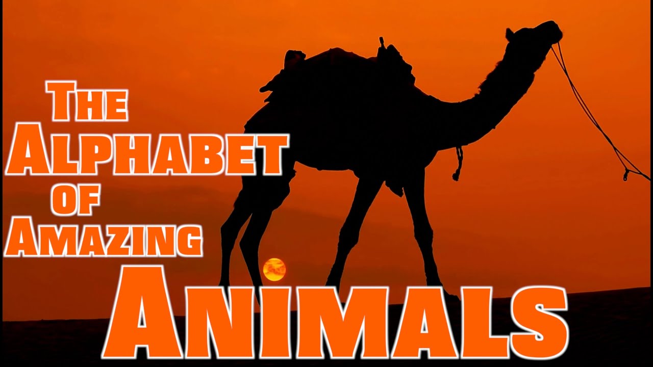 The Alphabet of Amazing Animals: Camels - YouTube