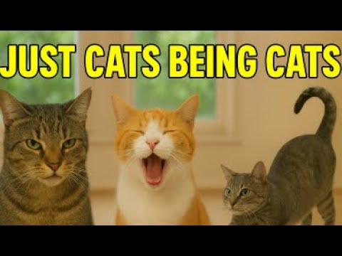 Just Cats Being Cats 😼💛 #catlovers - YouTube