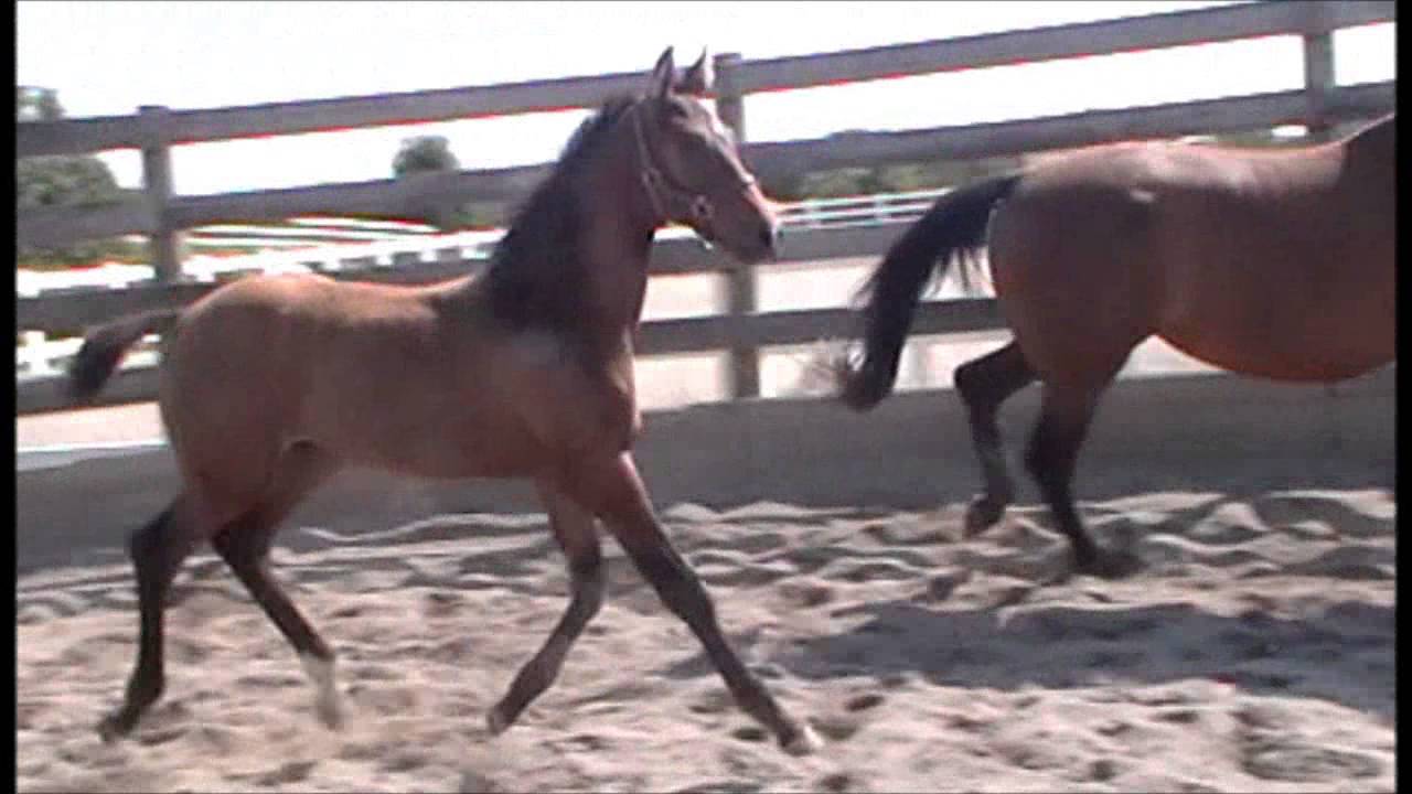 Sheneca- Premium Foal and Foal of Distinction 4/22/13 German Oldenburg ...