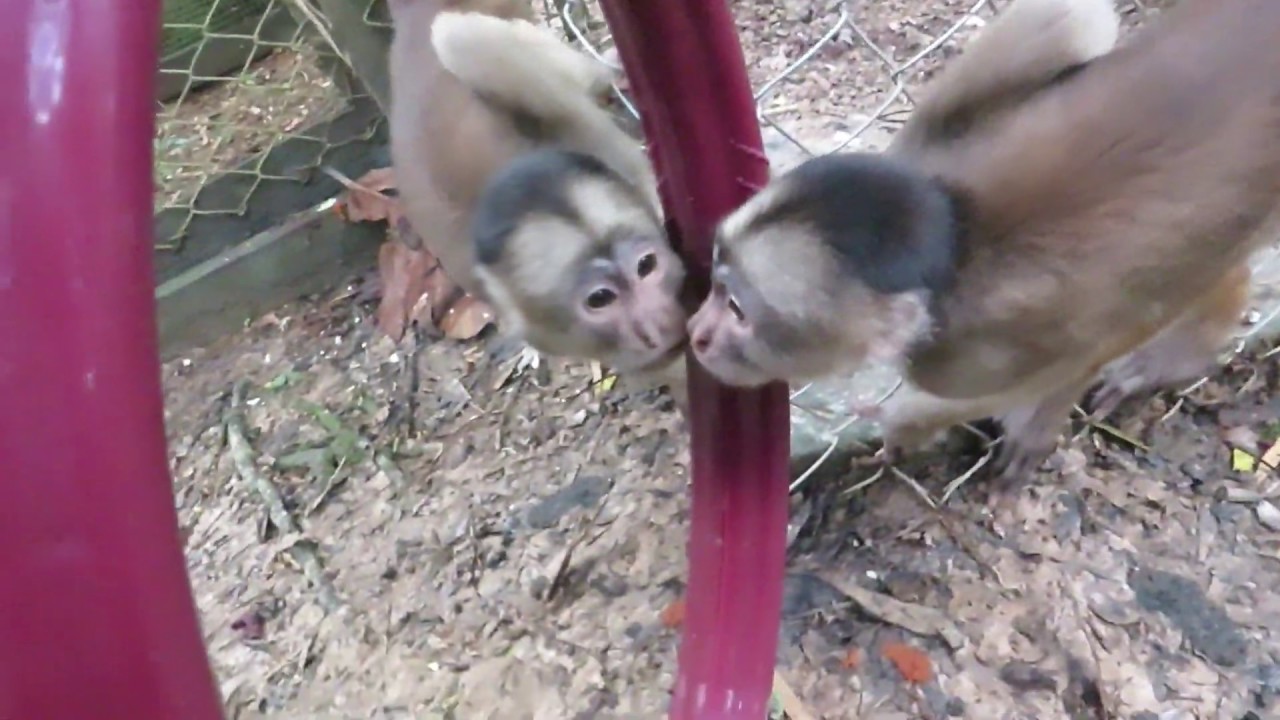 Rescued Capuchin Monkeys intrigued by mirror - part 2 - YouTube