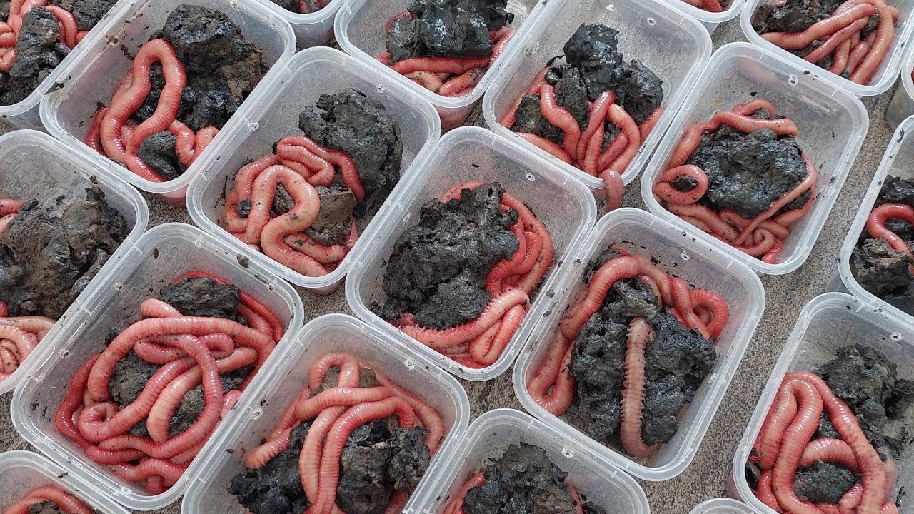 review cacing nipah terbaik untuk mancing udang galah - YouTube