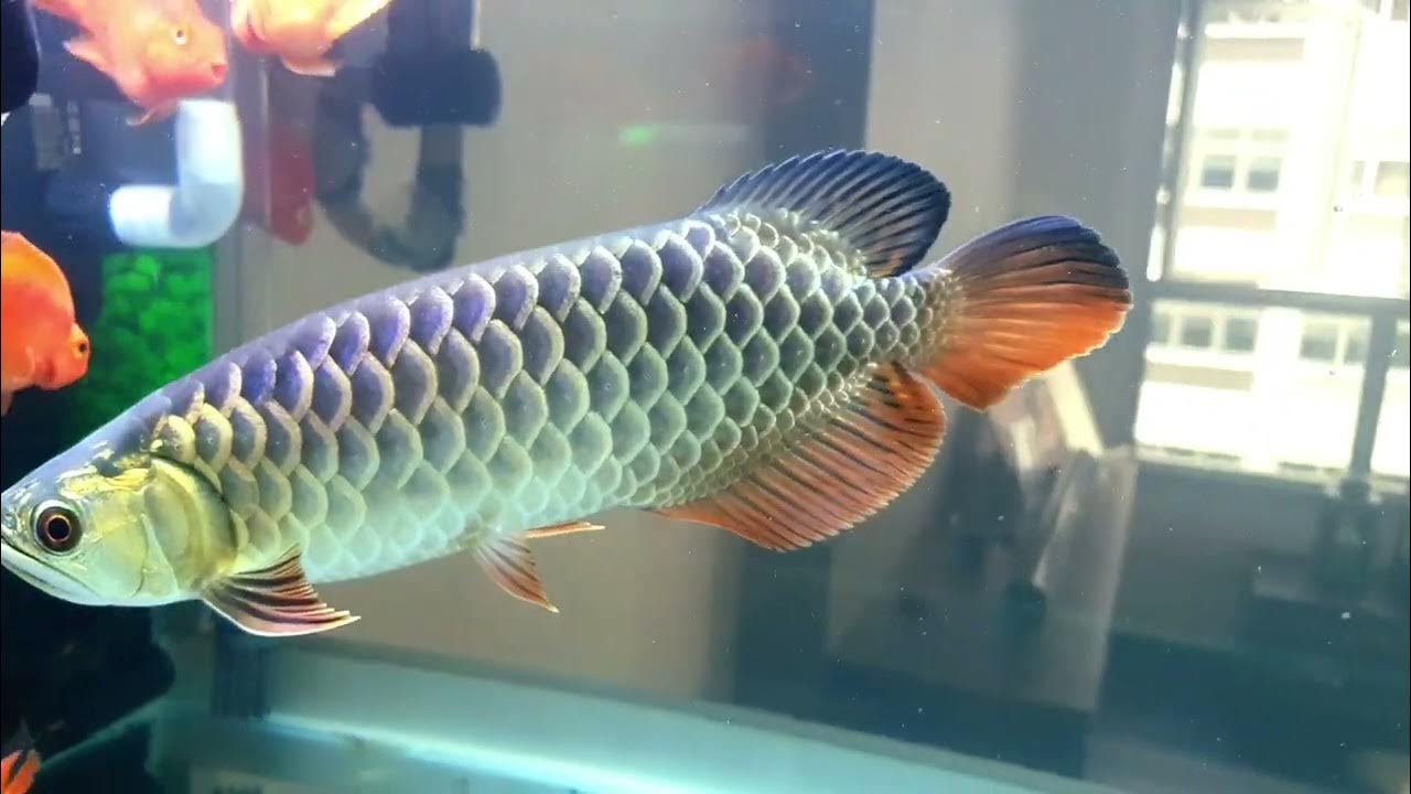 My 24k blue base crossback golden arowana - YouTube