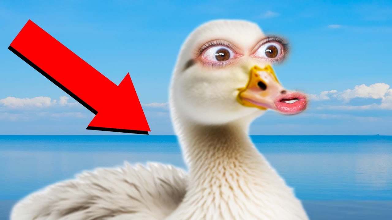 I AM DUCK. - YouTube