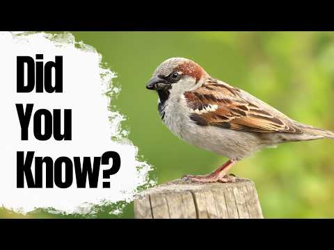 Most People Don't Know These 8 HOUSE SPARROW Facts