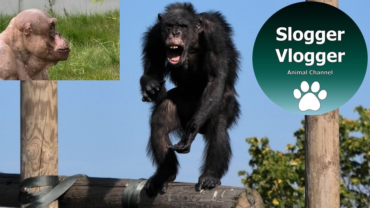 Jambo The Hairless Chimp Joins Flynn Kicking Doors - YouTube