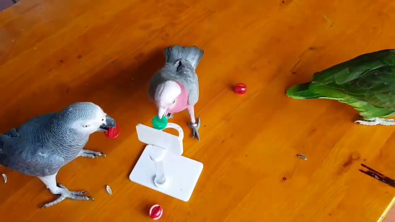 Parrot Pals Play Basketball Together || ViralHog - YouTube