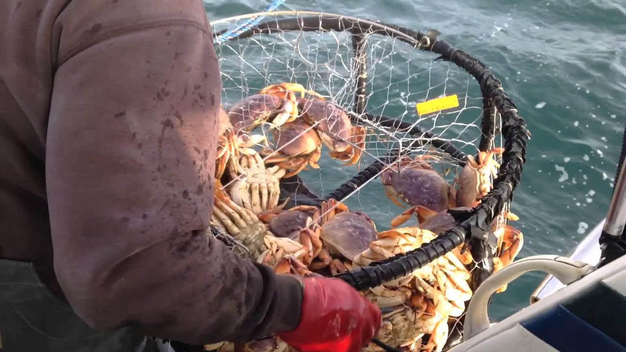 41 Dungeness Crabs in One Pot - YouTube