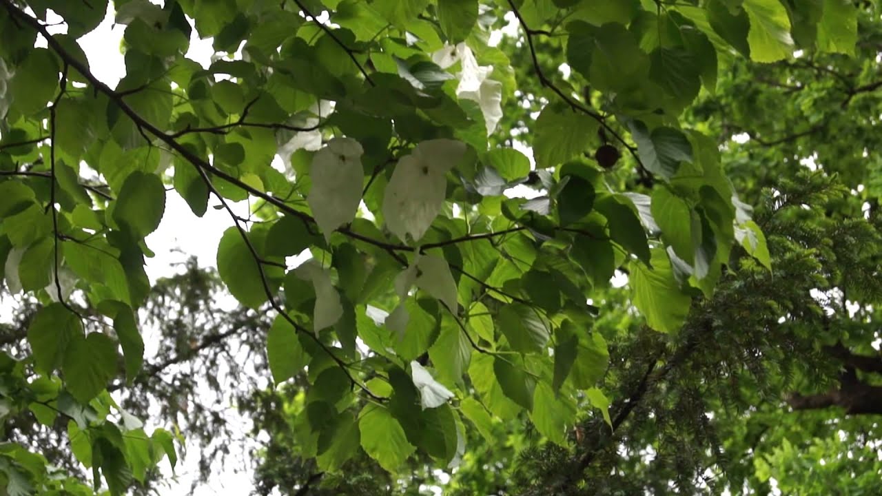 Dawidia chińska - davidia involucrata - drzewo chusteczkowe - YouTube