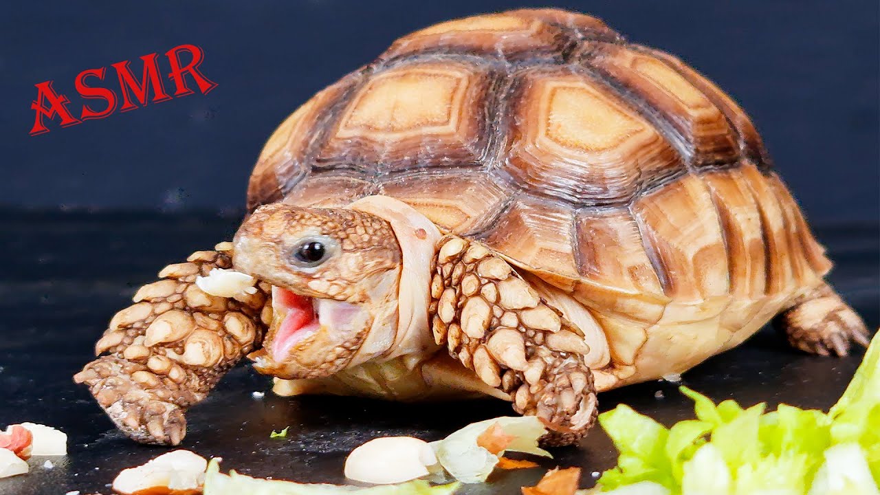 Tiny baby turtle eating Fruits vegetables Muckbang ASMR - YouTube