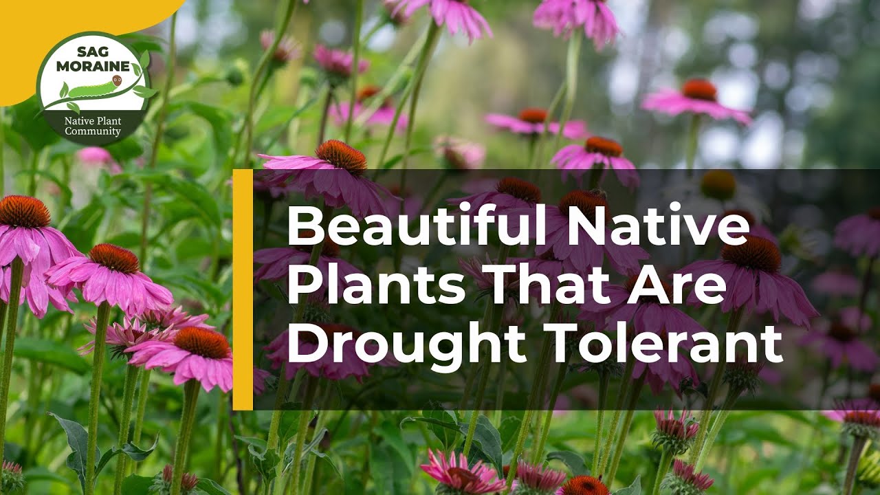 LESS WATERING! With Beautiful Drought Tolerant Native Plants - YouTube
