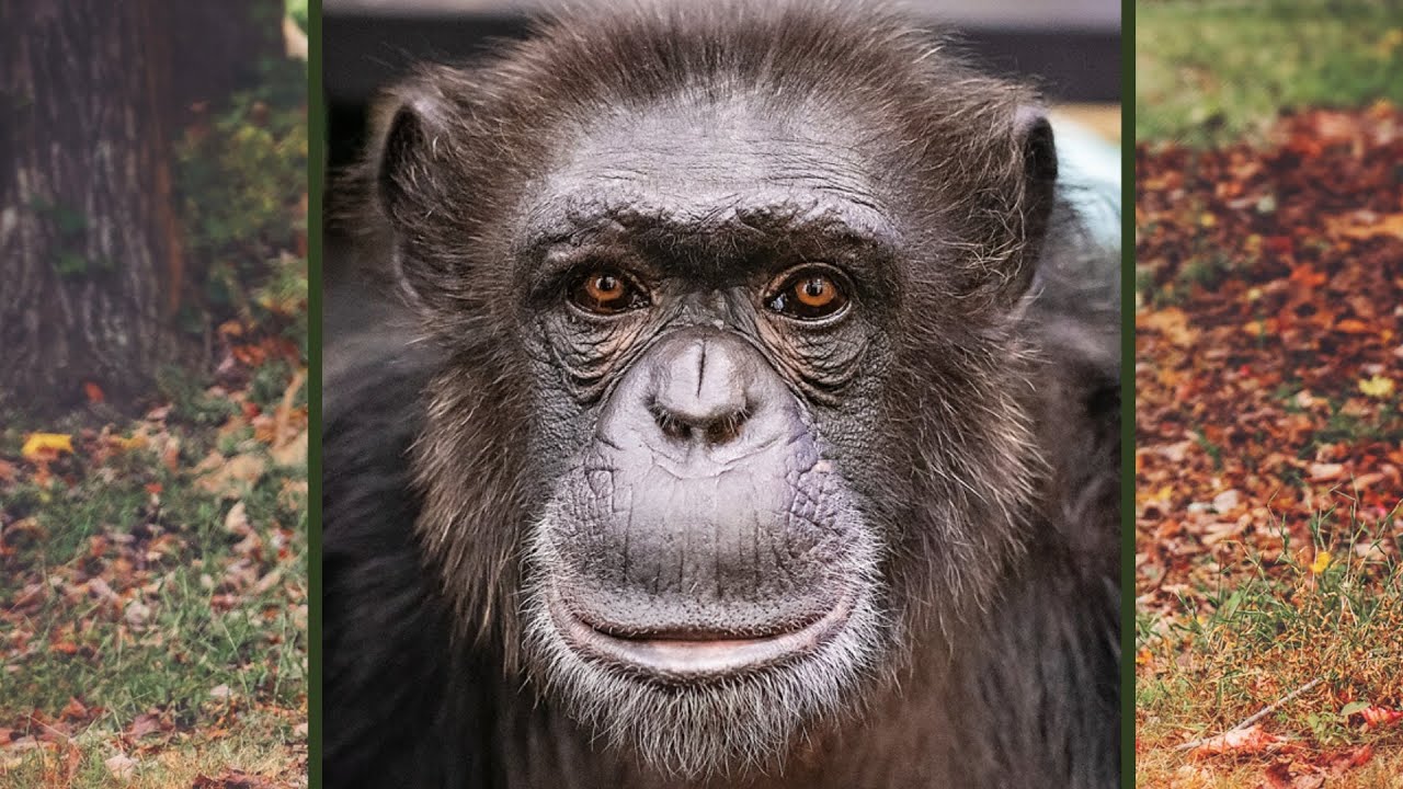Former Lab Chimp Rosemary's First Chance Outdoors - YouTube