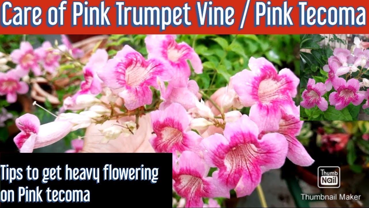 How to grow and care Pink Trumpet Vine/Pink Tecoma Plant, Tips to get ...