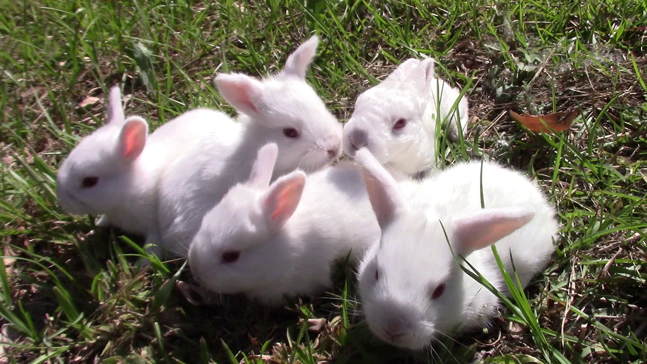 A MOMENT OF CUTENESS ! BUNNIES !!! - YouTube