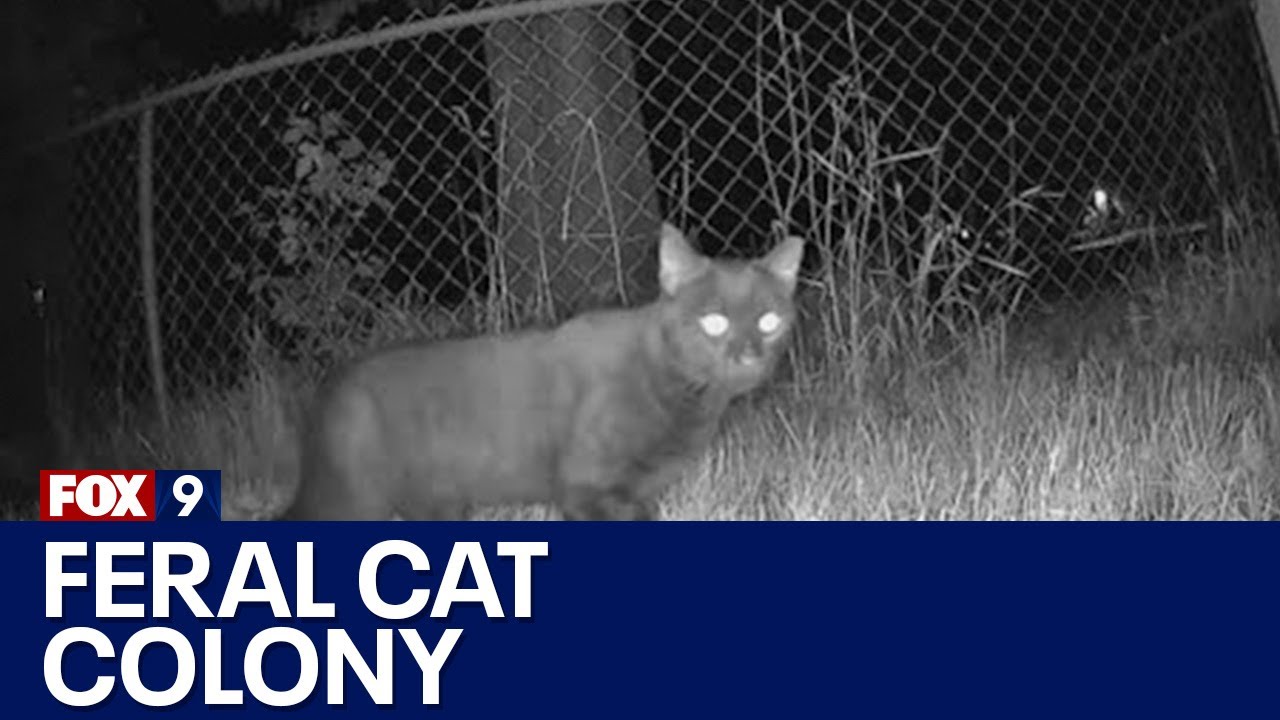 Feral Cat Colony