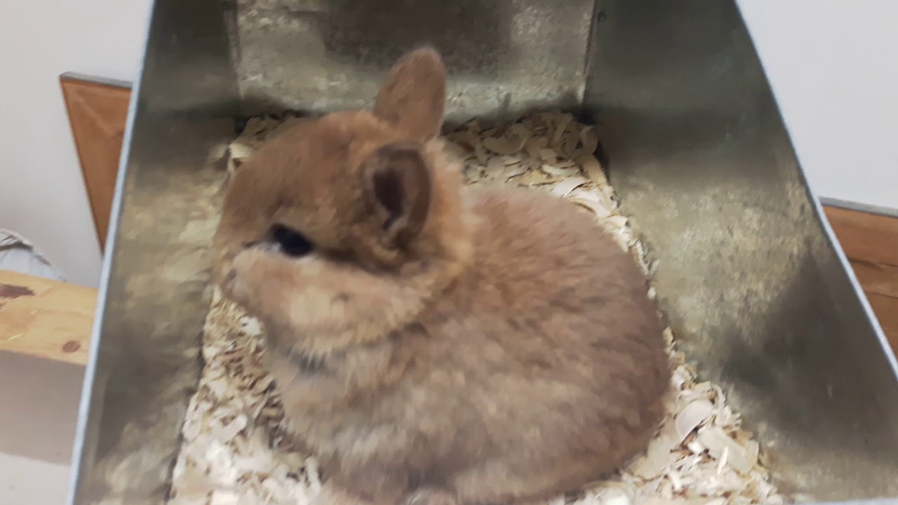 Chocolate Netherland Dwarf