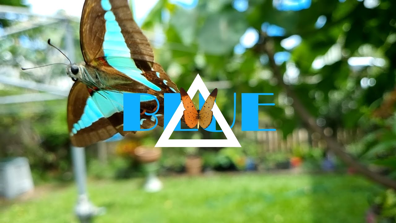 Blue Triangle Butterfly Life Cycle [Eggs + Caterpillar] - YouTube