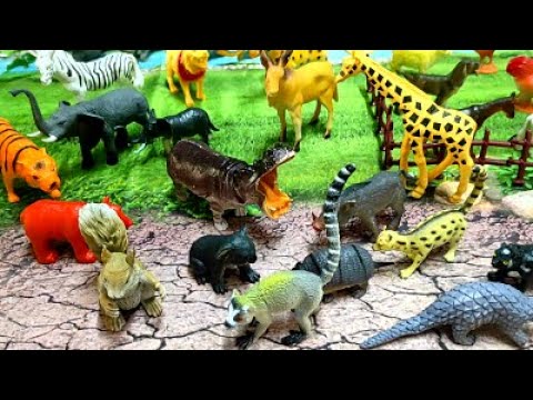 Safari animals and farm animals - YouTube