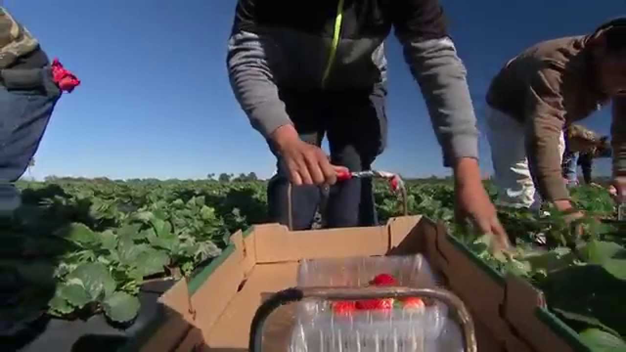 Strawberries - Harvesting - YouTube