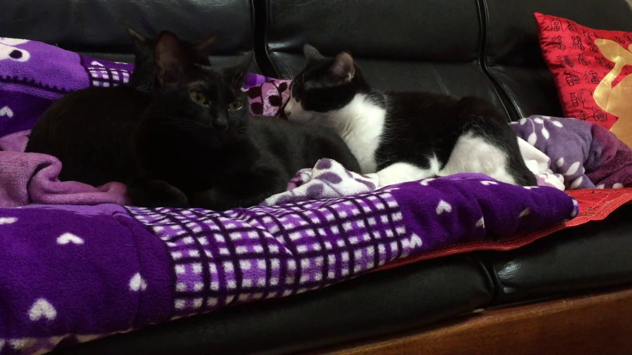 2020-02-18 貓咪三寶 Cat Sambo - YouTube