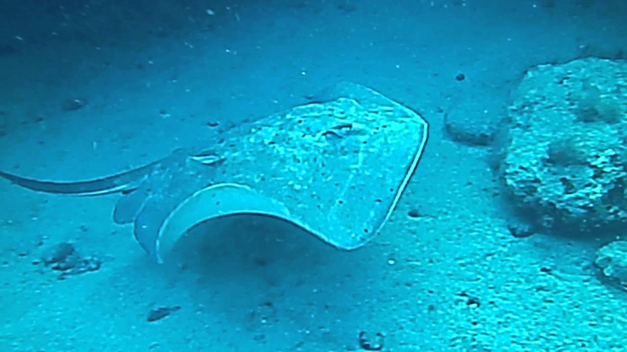 cool stingray - YouTube