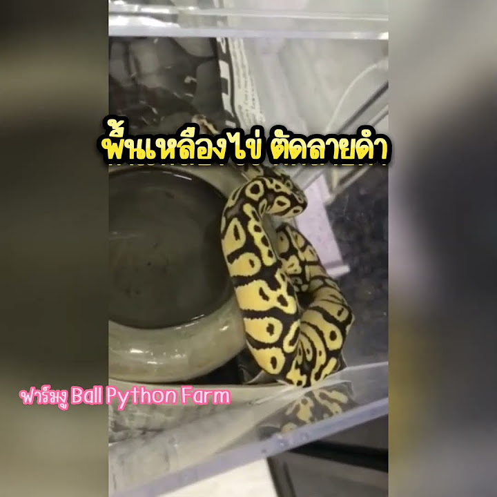 ชมน้องงูลายสวยๆจากฟาร์มงูเตลูBall Python Farm #งูสวยงาม#งู#snake# ...