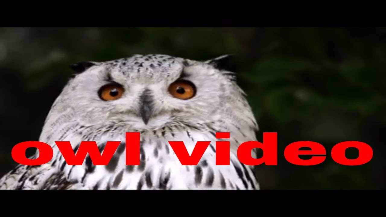 owl video for kids/Owl Facts for Kids - YouTube:owl sound/Sweet Pet ...
