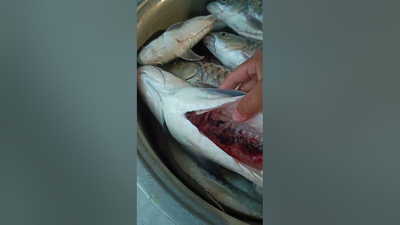 Super bersaiz mega😍🤩 2.9kg - YouTube