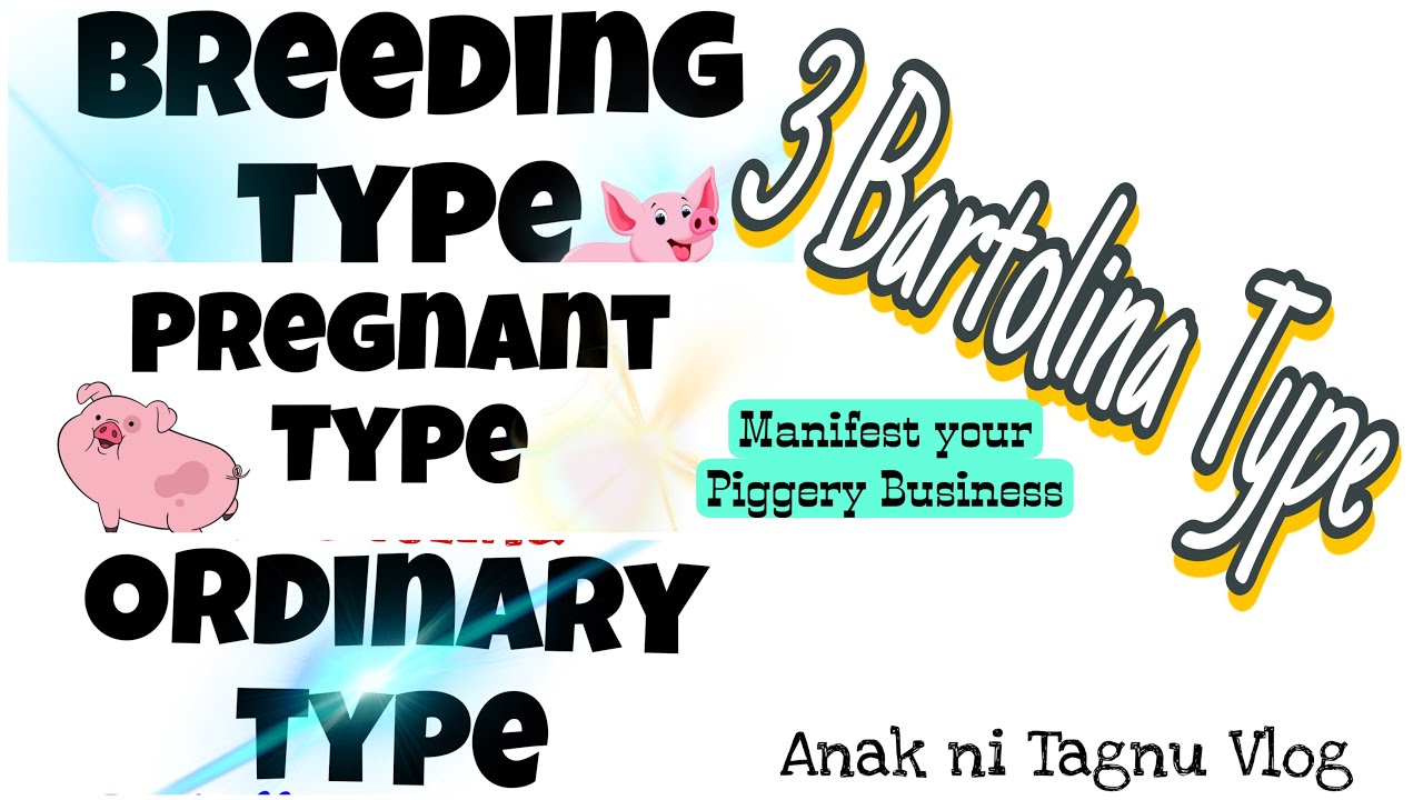 3 Type ng Bartolina ng Baboy | Tingnan ang Pregnant Type para sa ...