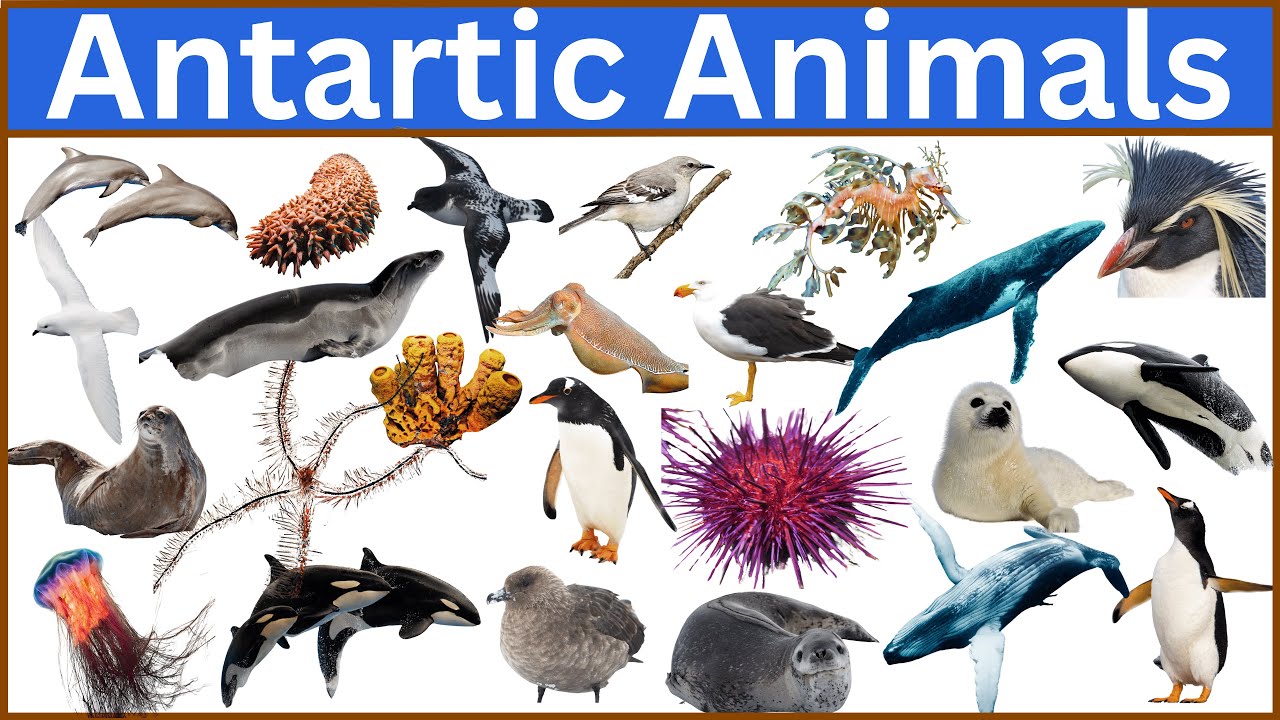 Antarctic Animals For Kids
