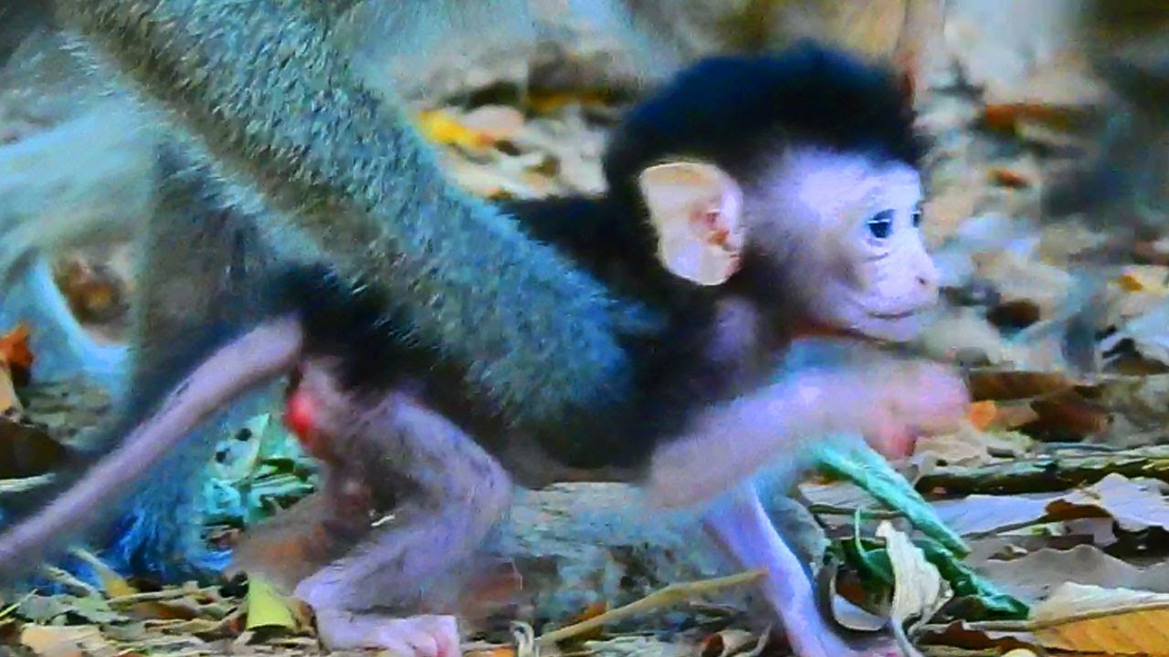 This is how monkey teaches her new baby walking with other monkeys ...