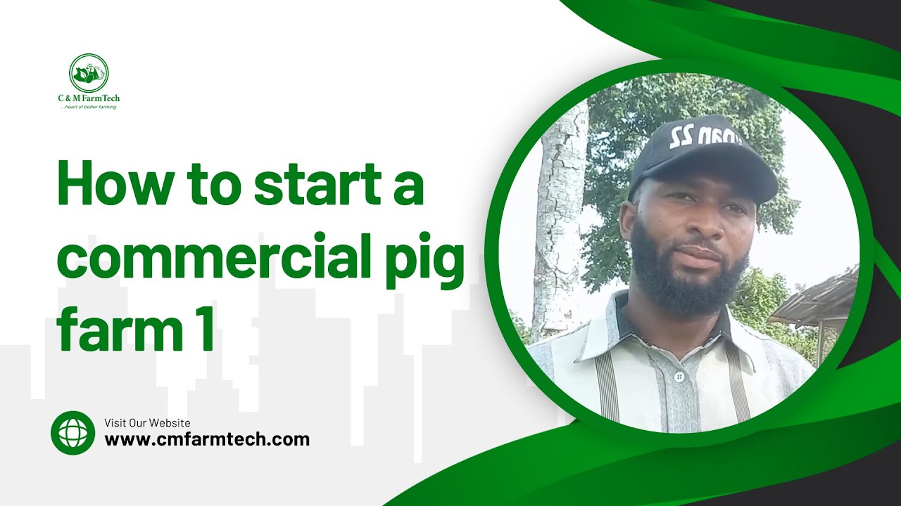 How I Started a Commercial Pig Farm in Nigeria - YouTube