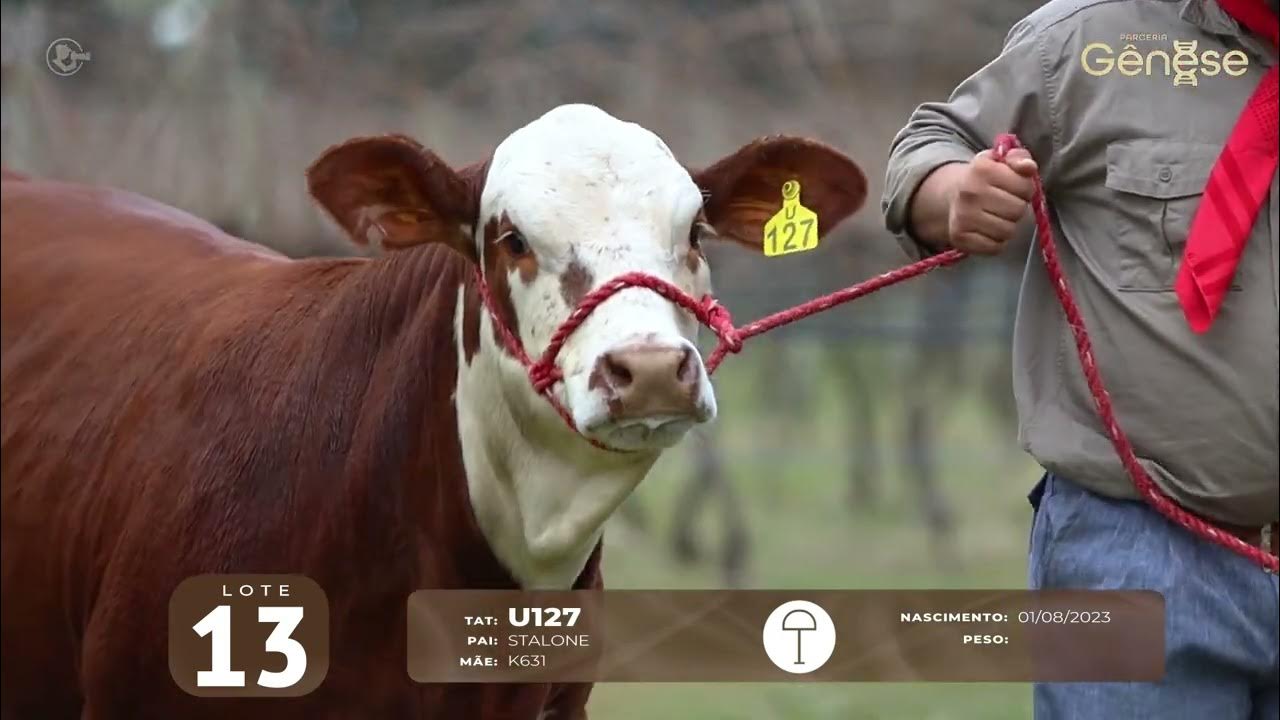 LOTE 13 TAT U127 - YouTube