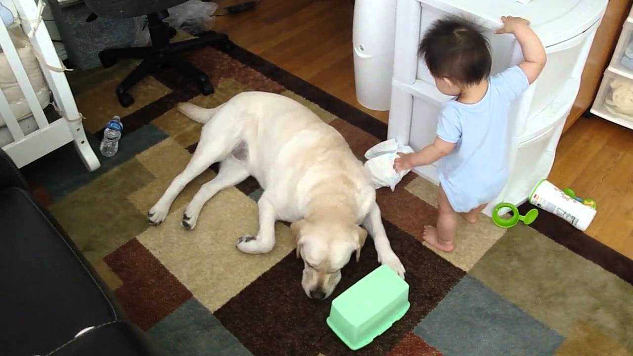 Baby wakes up labrador - YouTube