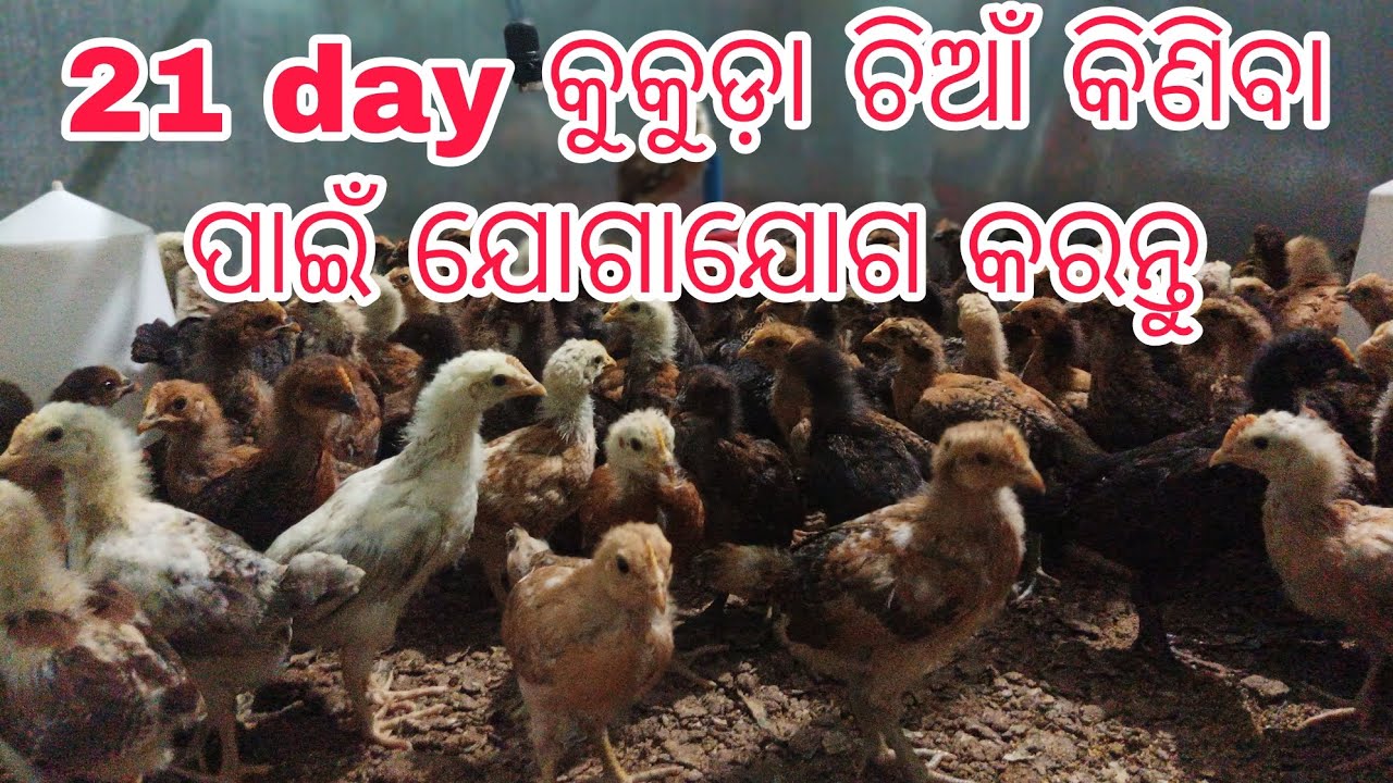 21 day କୁକୁଡ଼ା ଚିଆଁ କିଣିବା ପାଇଁ ଯୋଗାଯୋଗ କରନ୍ତୁ // Papu Desi Kukuda Farm ...
