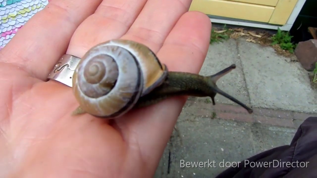 Slakken, dieren in de tuin - YouTube