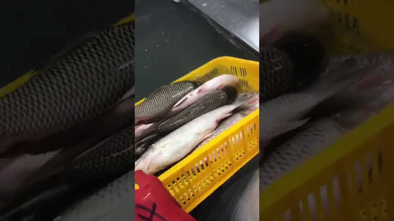 Cá trôi ️ ️ - YouTube